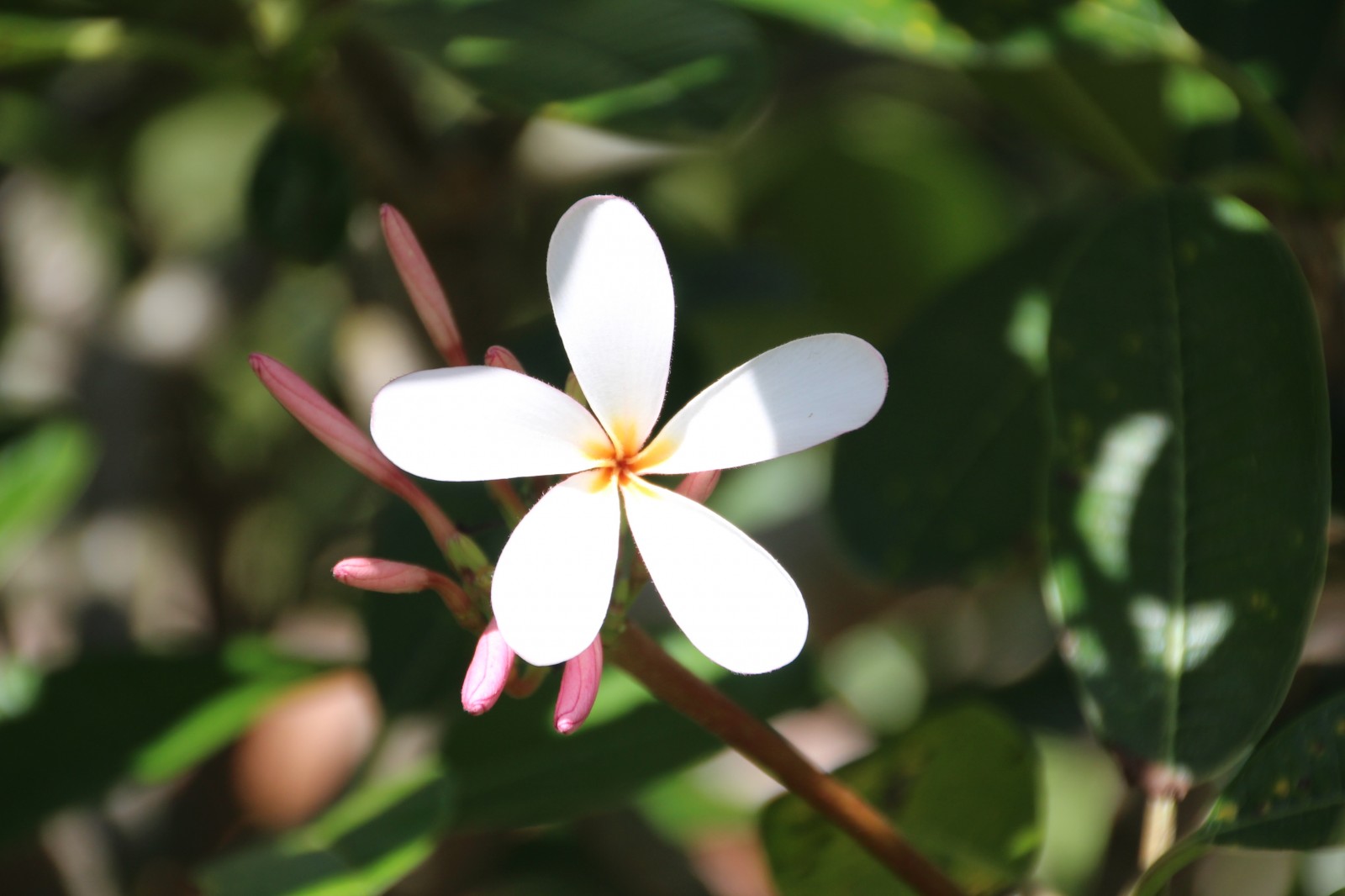 botanic gardens flower3 - Travelformotion