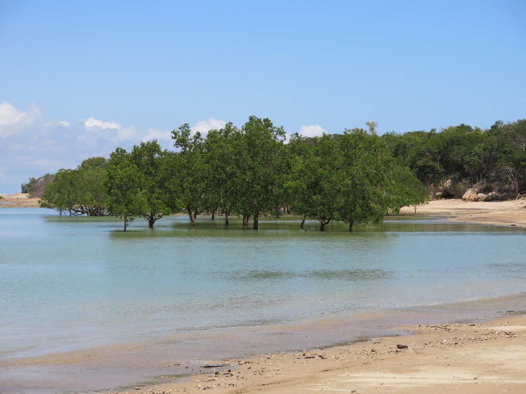 mangroves East Point reserve - Travelformotion