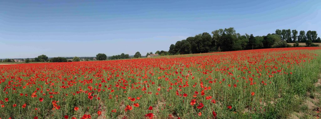 In Flanders Fields - Travelformotion